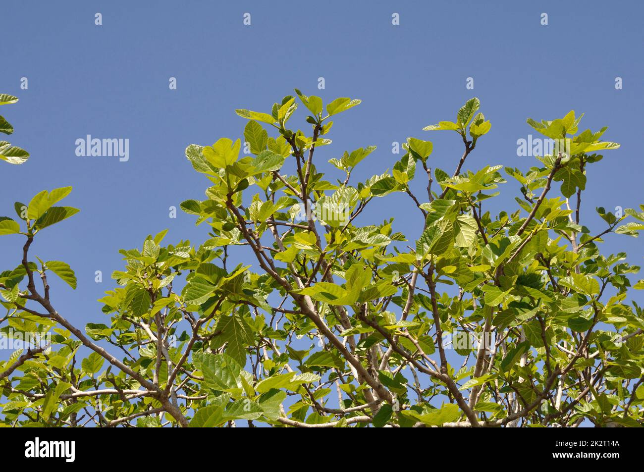 Fig tree outside hi-res stock photography and images - Alamy