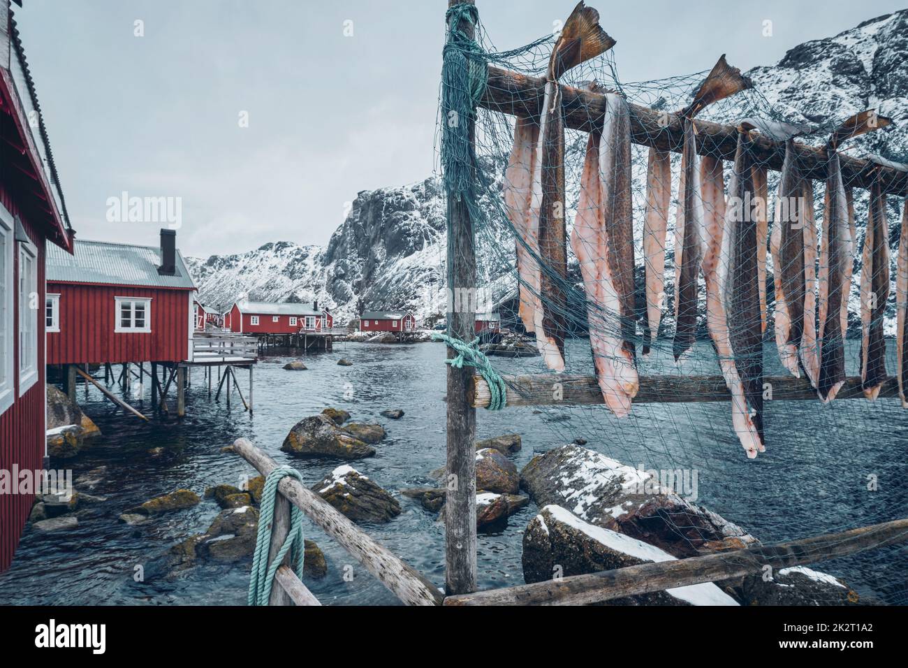 Drying stockfish cod in Nusfjord fishing village in Norway Stock Photo ...