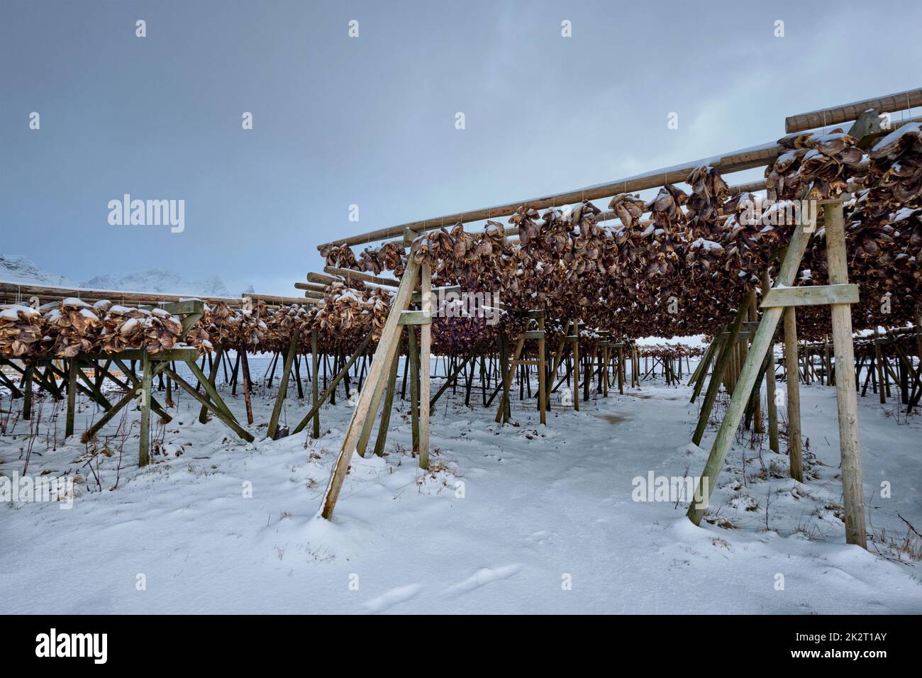 Drying flakes for stockfish cod fish in winter. Lofoten islands Stock ...