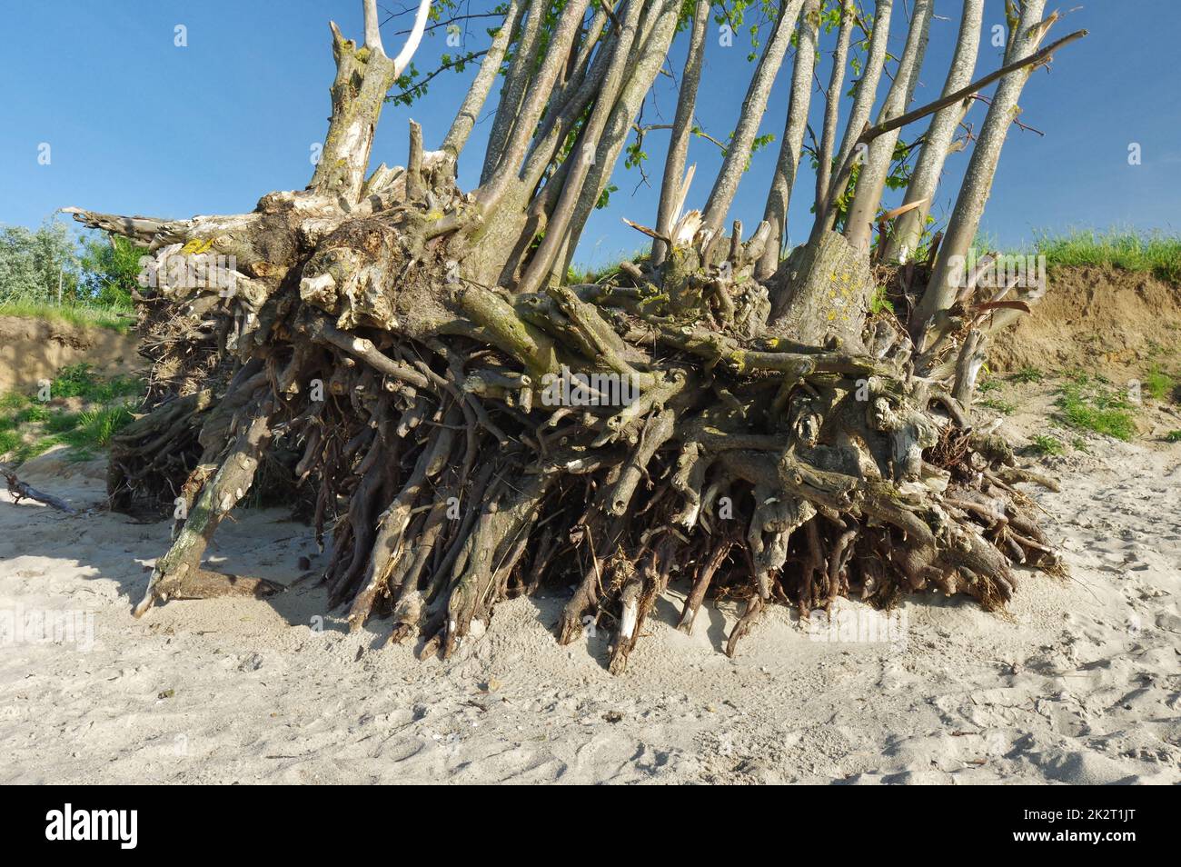 Erosion roots hi-res stock photography and images - Alamy
