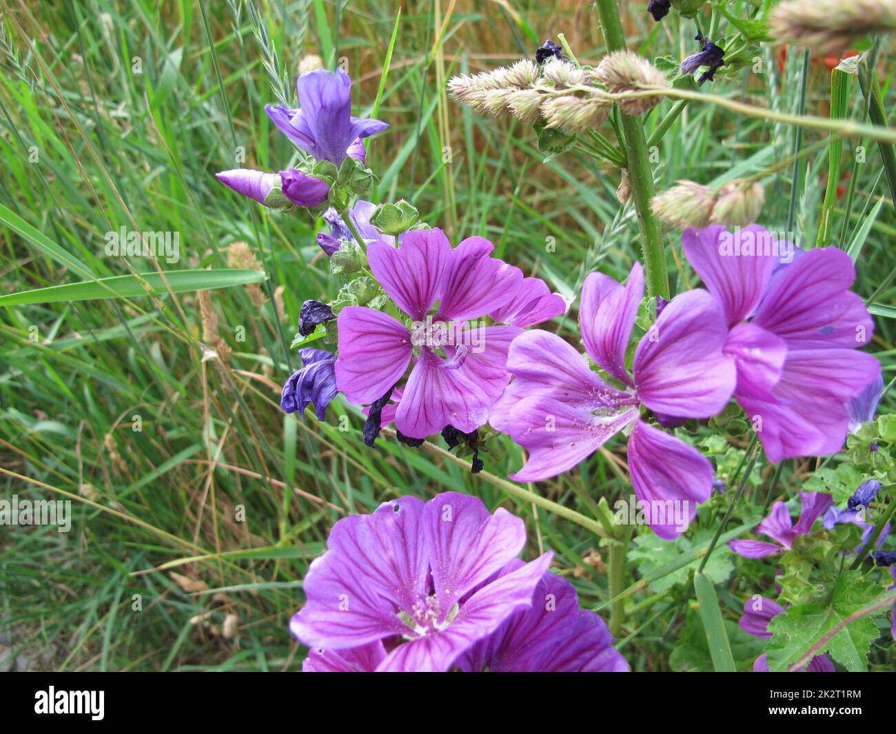 Flowering wild mallow by the wayside, Malva sylvestris Stock Photo - Alamy