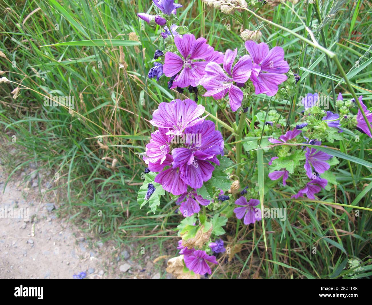 Flowering wild mallow by the wayside, Malva sylvestris Stock Photo - Alamy