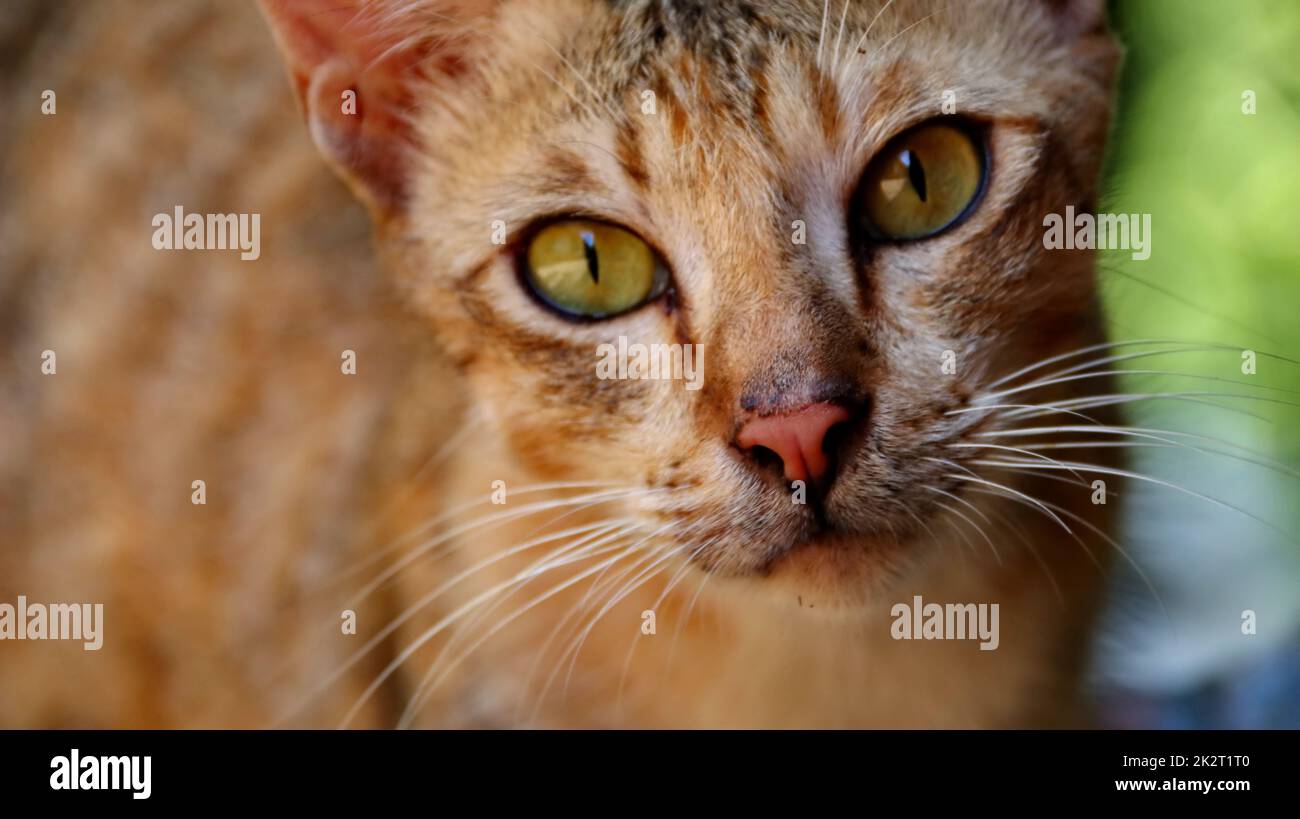 close-up photo of cat face Stock Photo - Alamy