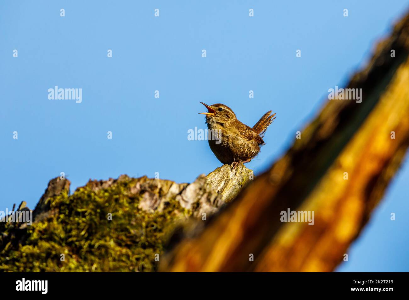 Rusty throated wren babbler hi-res stock photography and images - Alamy