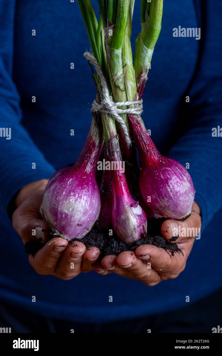 Woman farmer holding bunch hi-res stock photography and images - Alamy