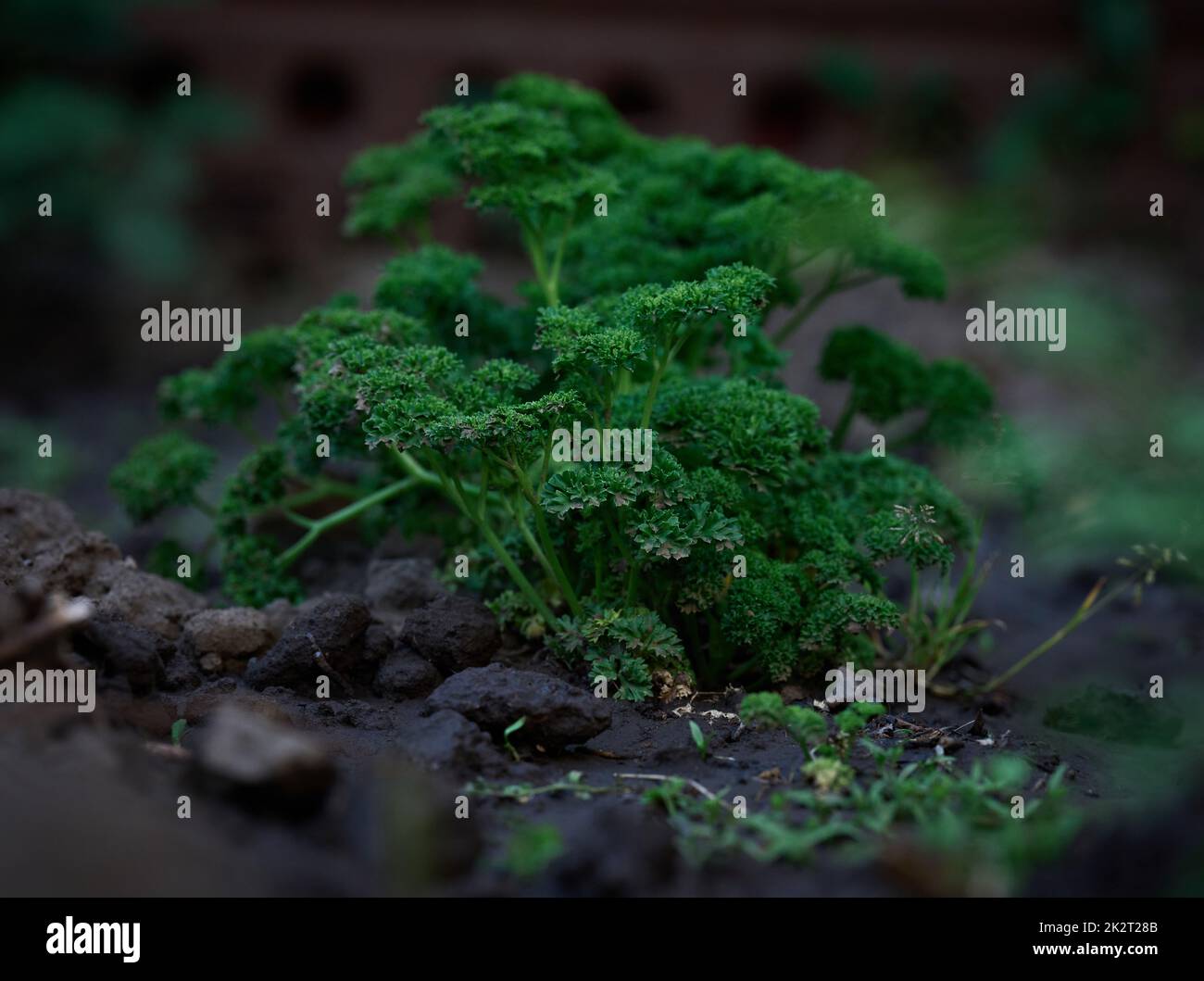 Curly parsley hi-res stock photography and images - Alamy