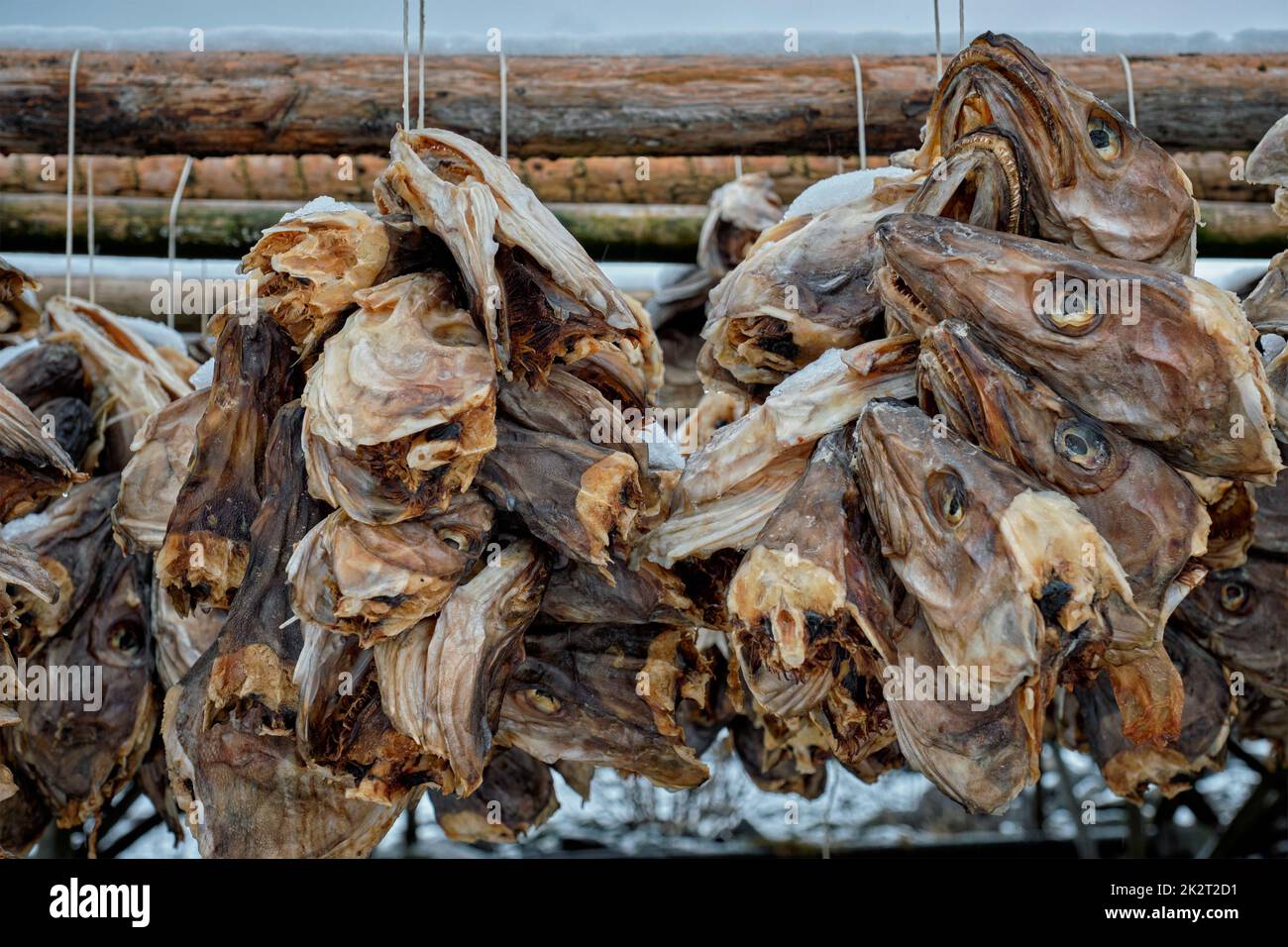 Drying stockfish cod heads in Reine fishing village in Norway Stock ...