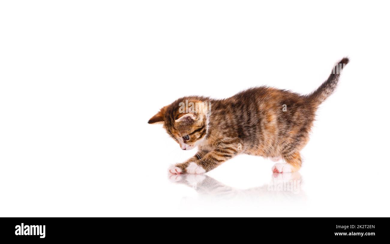 Tricolor cat isolated on Cut Out Stock Images & Pictures - Alamy