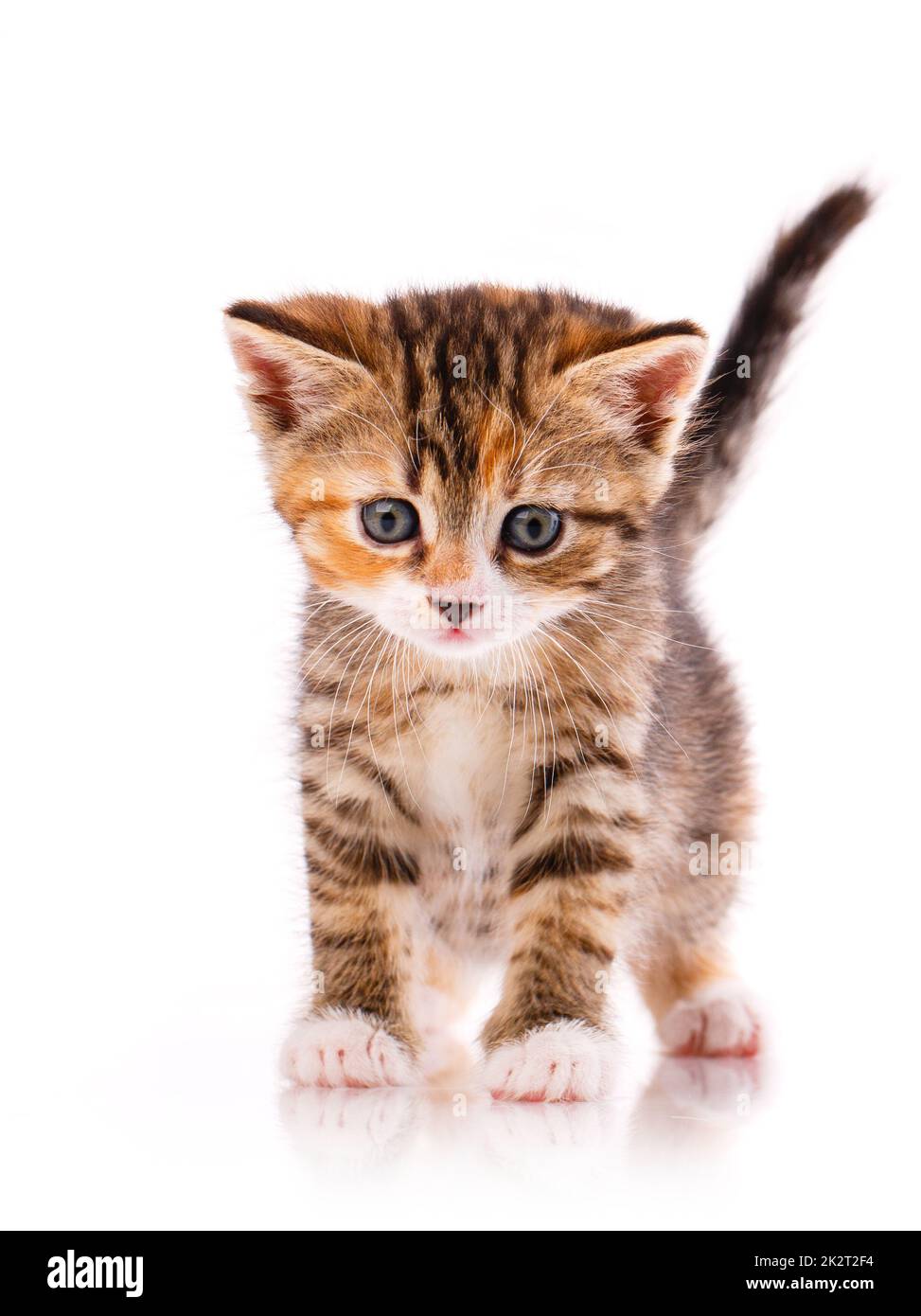Woman's hand puts a little cat in front of a white background for ...