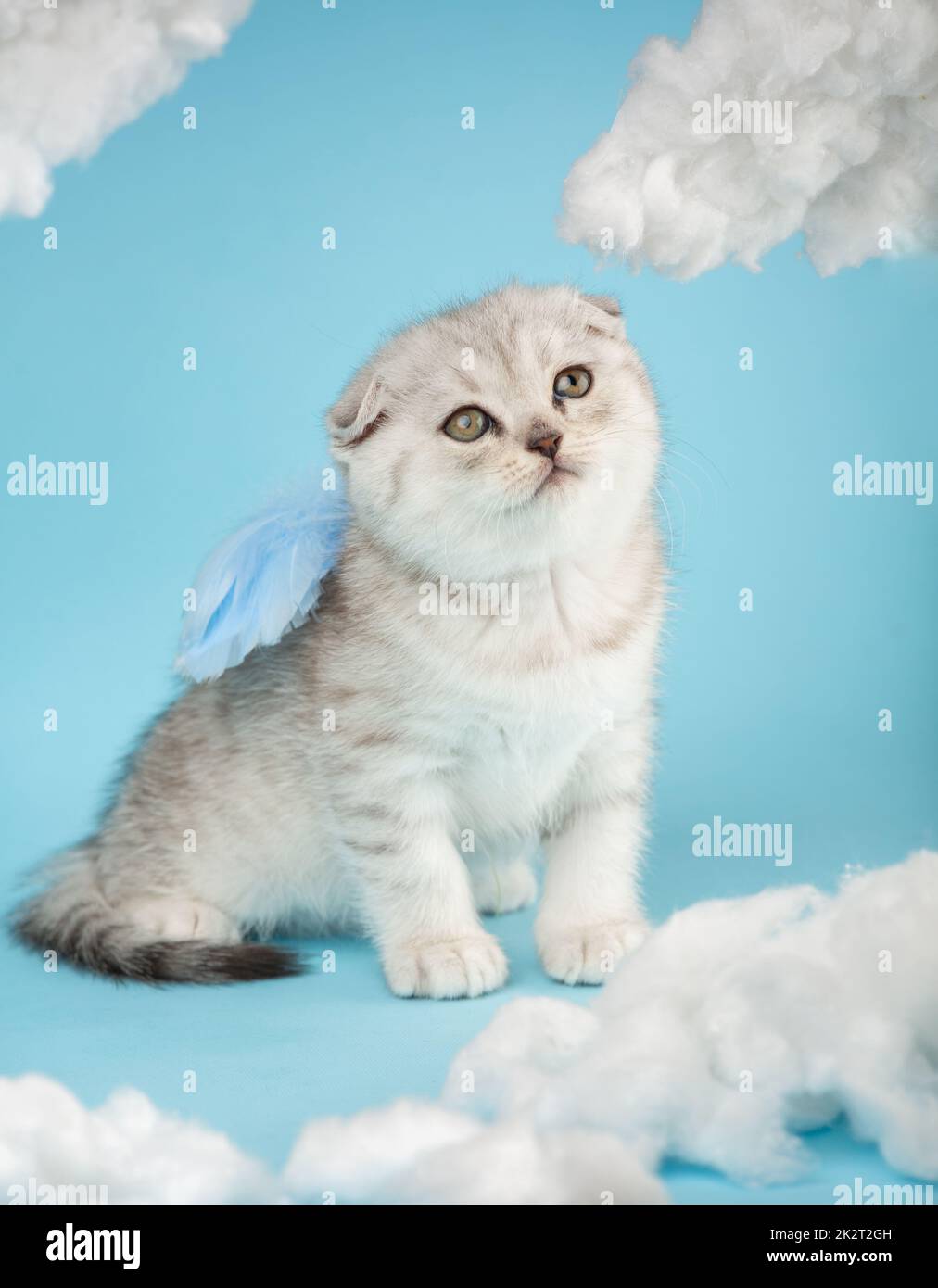 Portrait of a Scottish kitten with blue feathers on his back on a blue ...