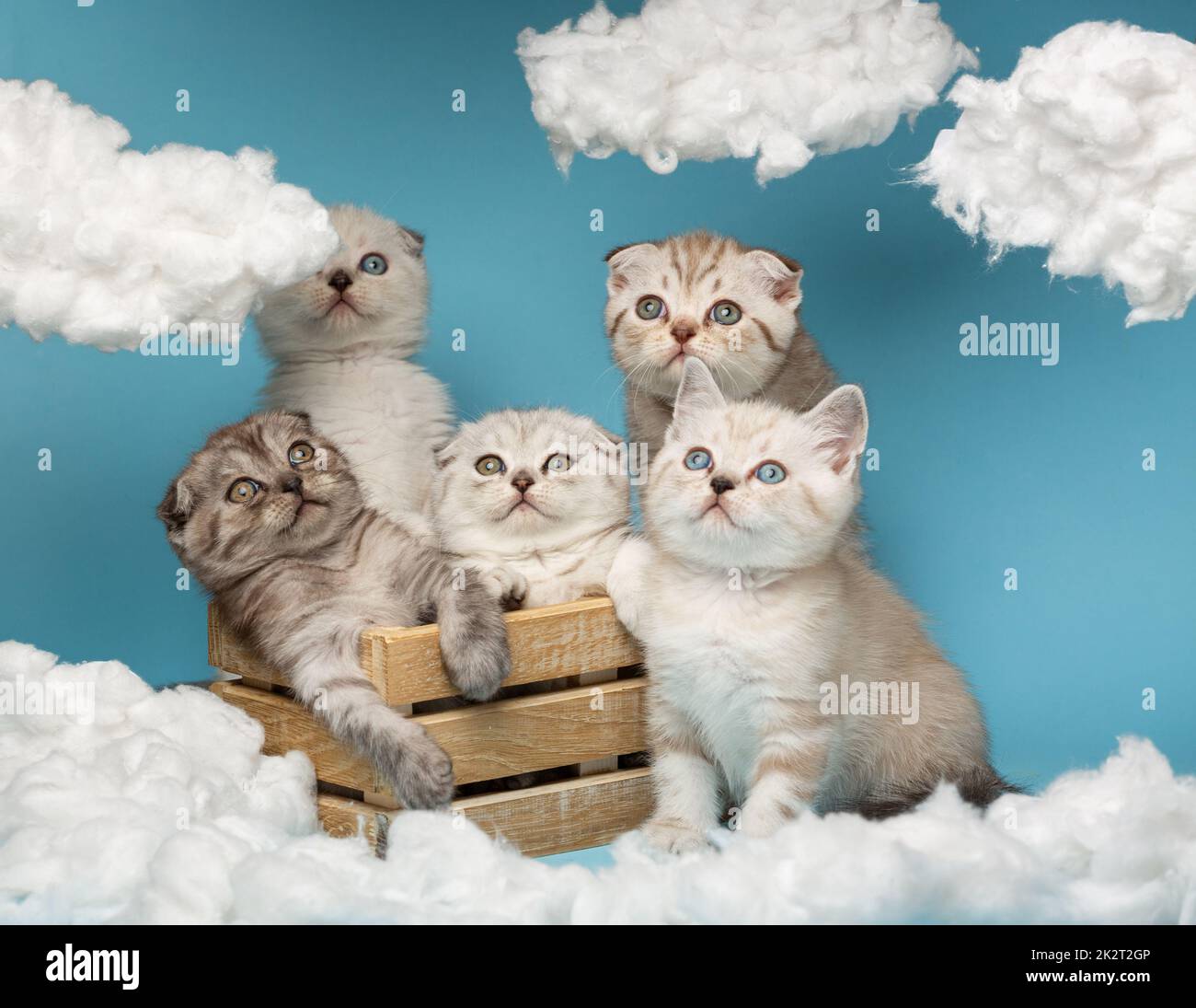 Group of various short-haired Scottish kittens sitting in a wooden box ...