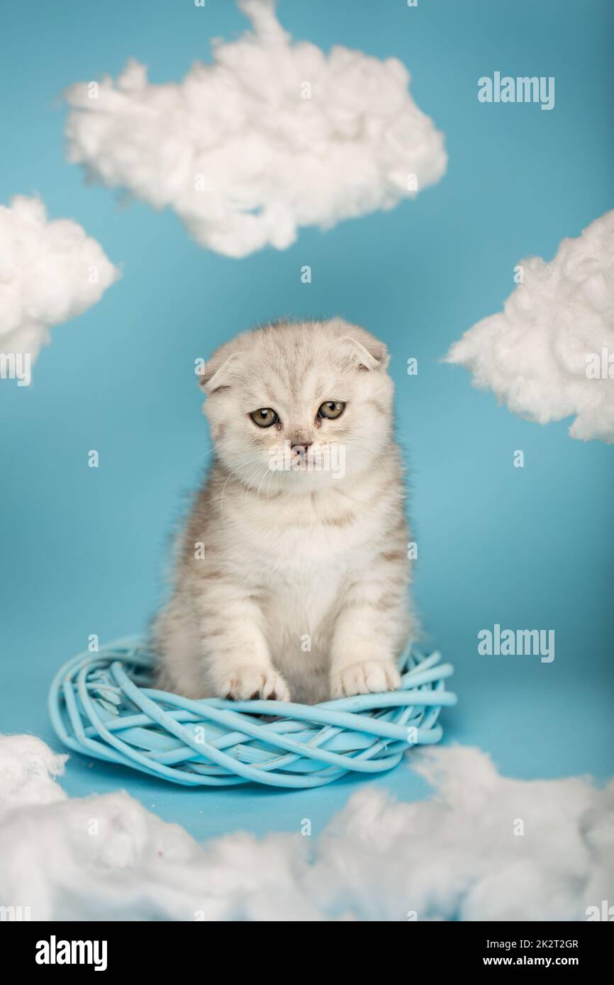 Portrait of a cute scottish fold shorthair silver color kitten with ...