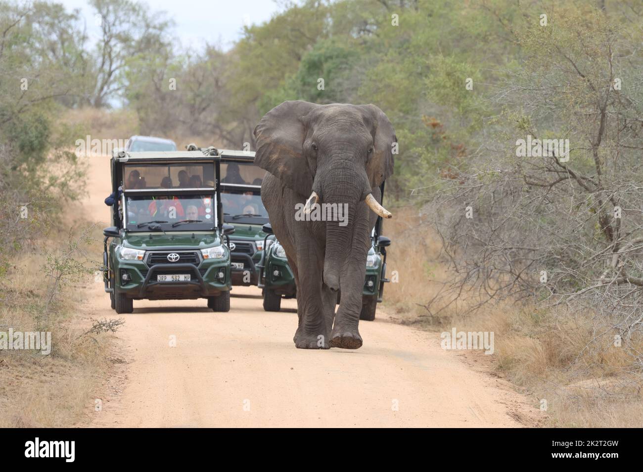 elephant in front of safari vehicle Stock Photo - Alamy