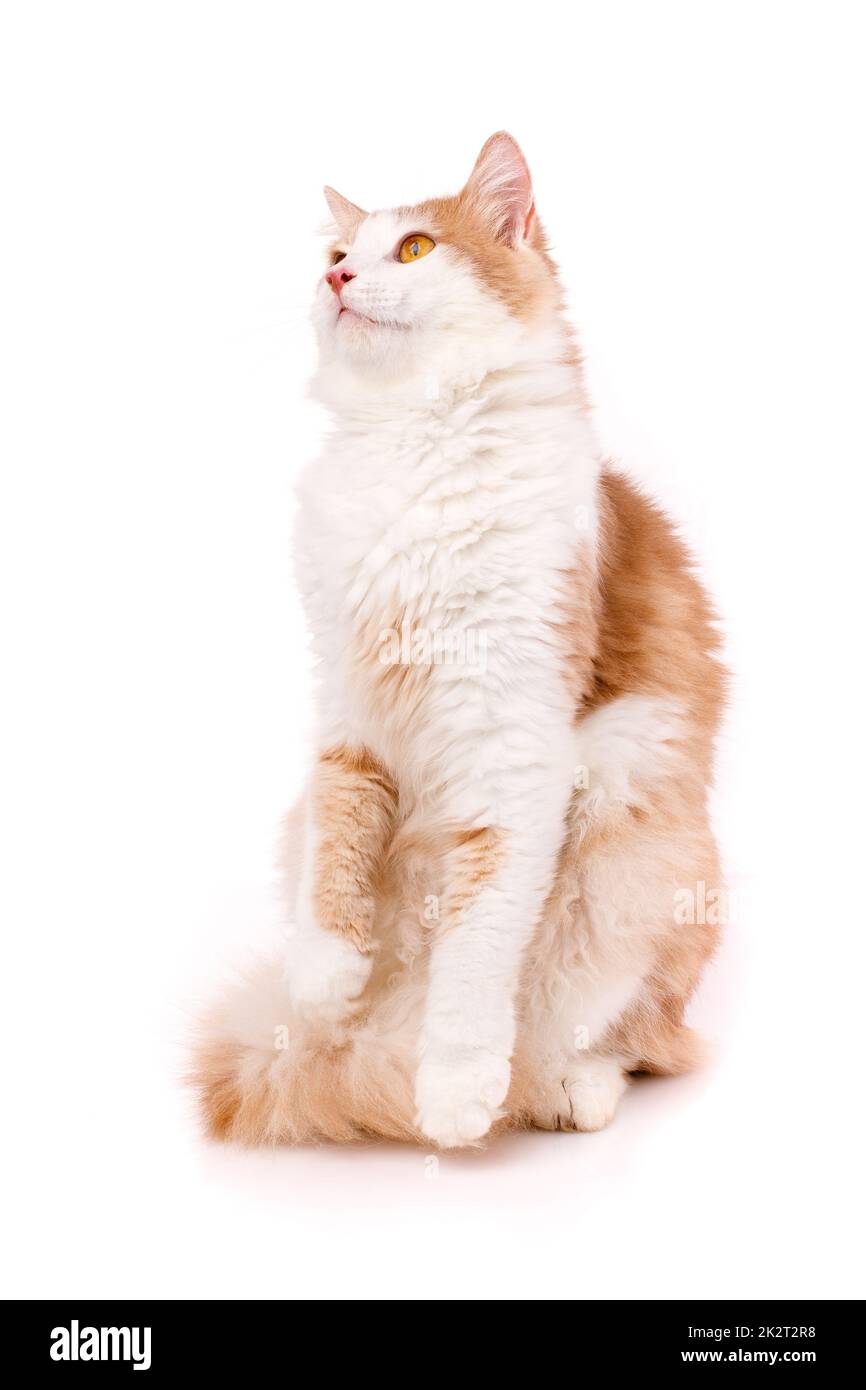 Scared Cats Walking On Hind Legs