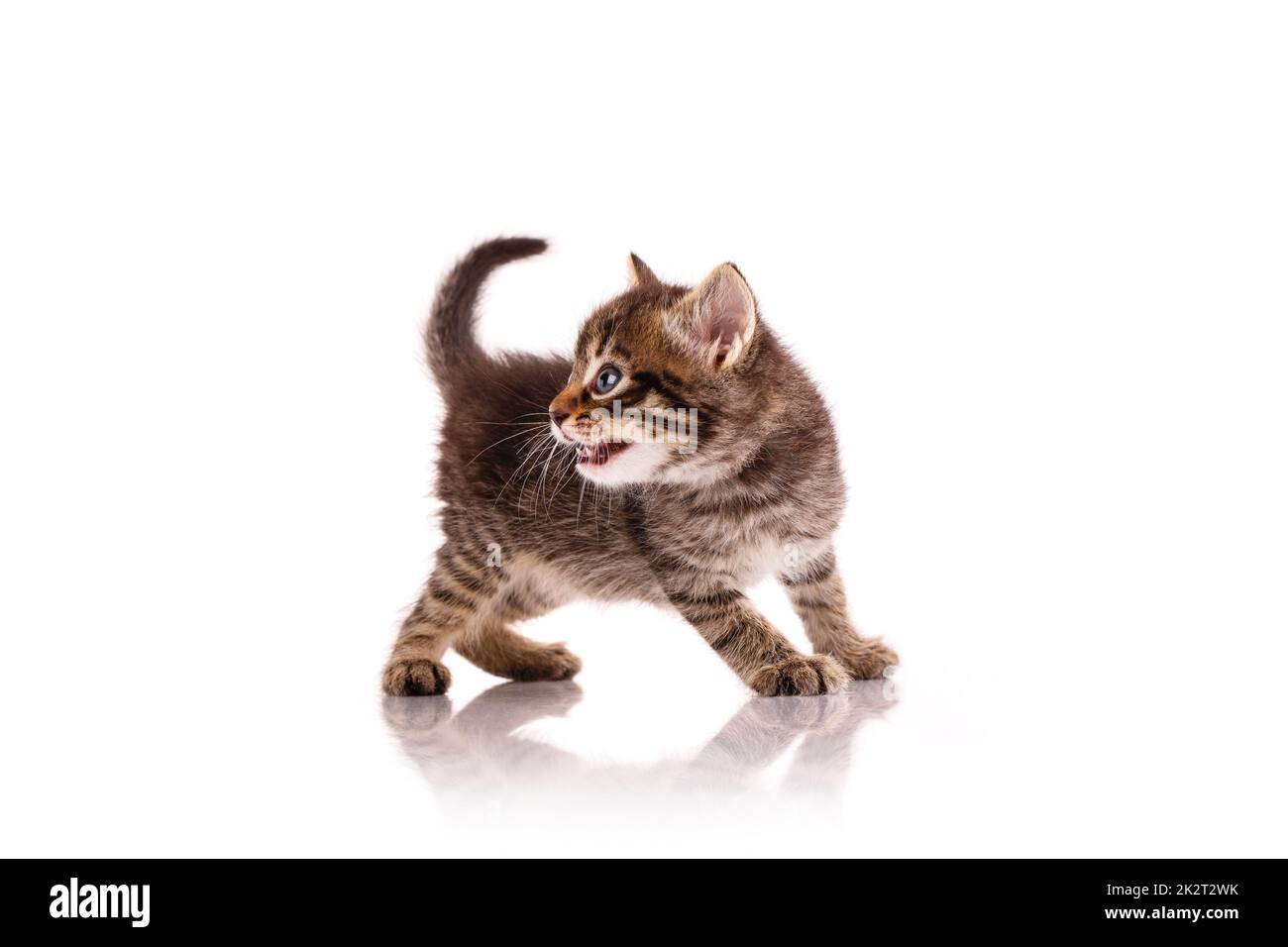Aggressive small kitten on a white background Stock Photo - Alamy