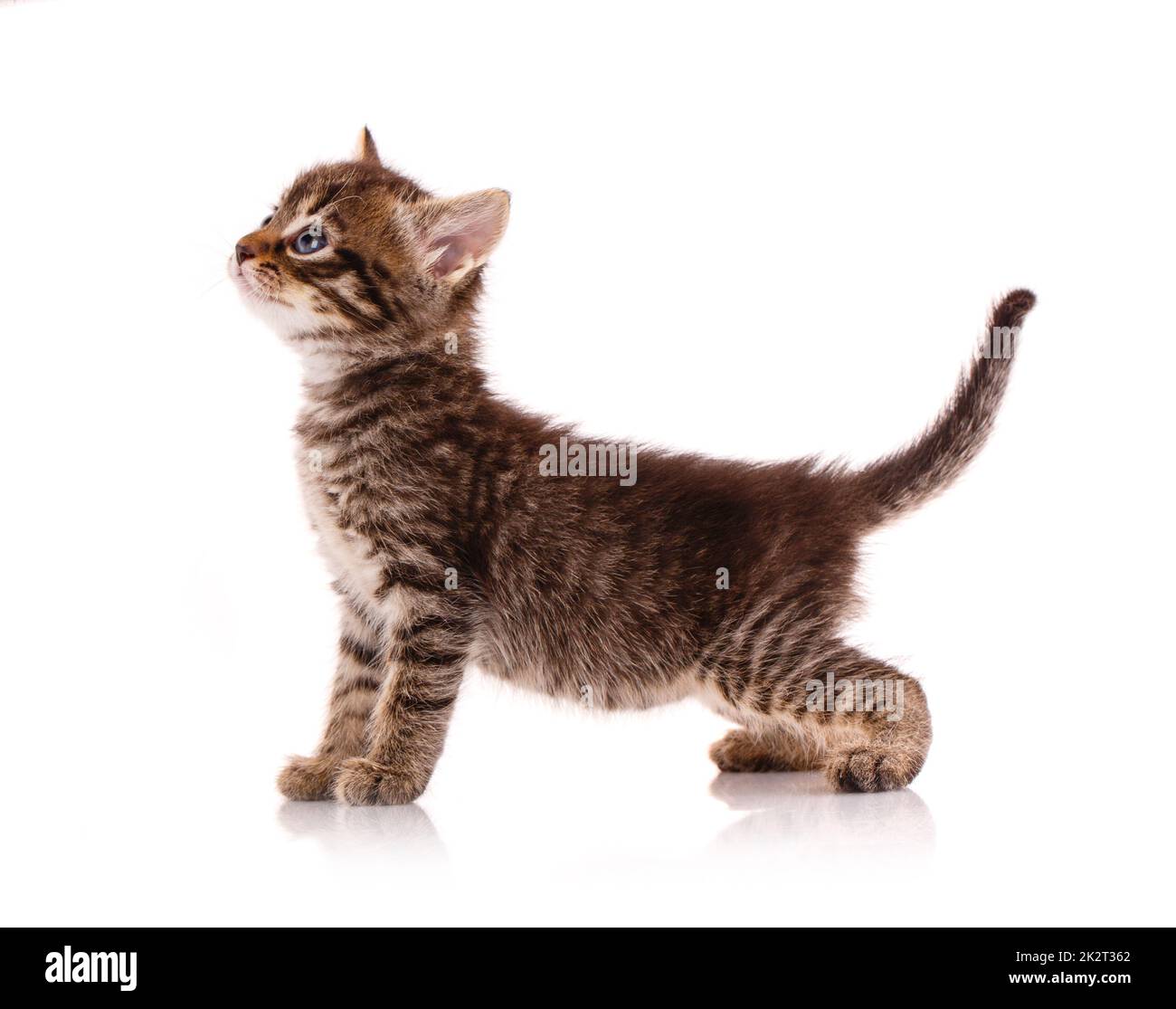 Kitten on a white background waiting for something Stock Photo - Alamy