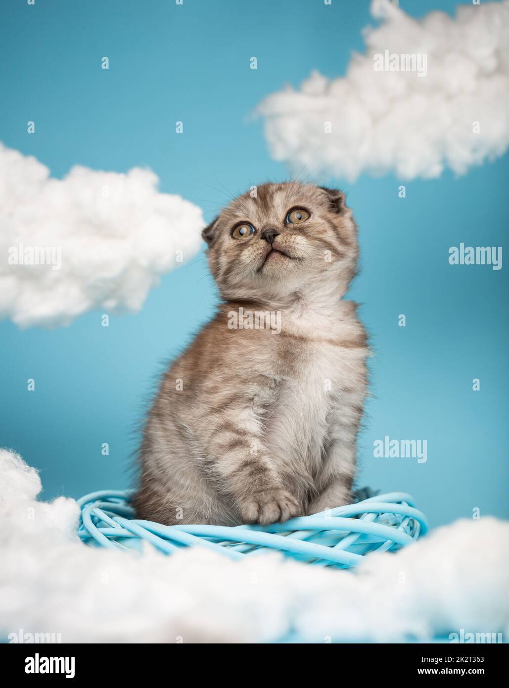 Playful gray Scottish kitten with a long mustache sits on its hind legs ...
