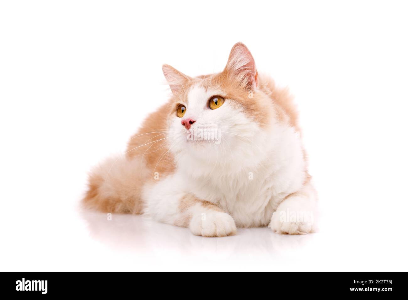 Satisfied domestic cat with light fur and yellow eyes lies on a white ...