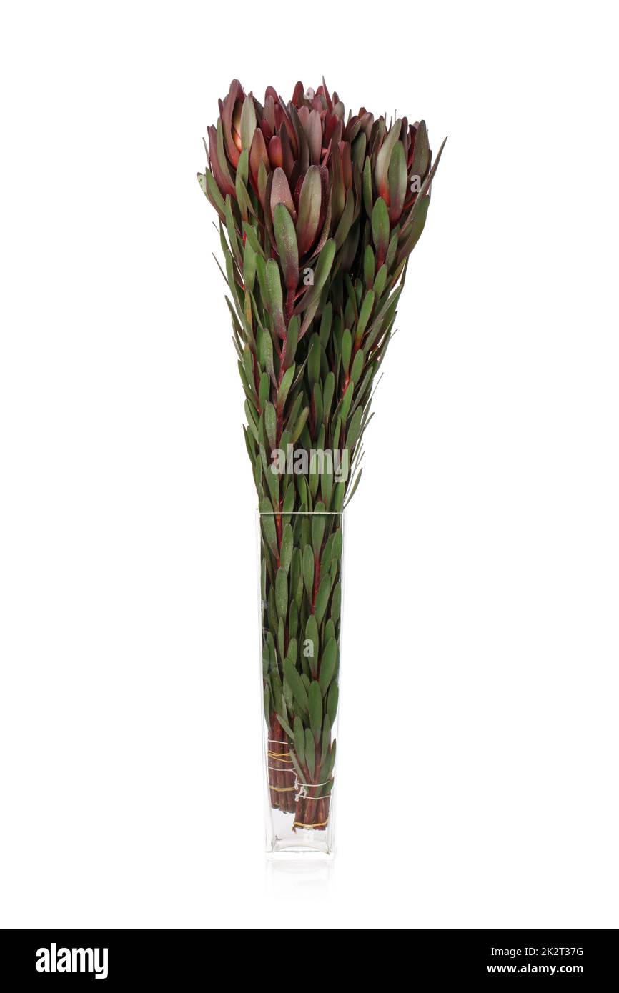 Long border garden Cut Out Stock Images & Pictures - Alamy