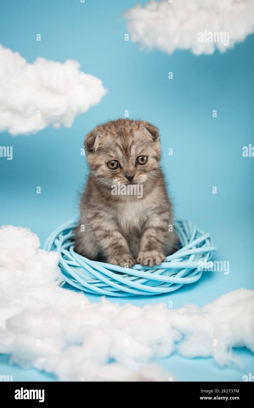 Small kitten of the Scottish breed sits inside a wicker circle and ...