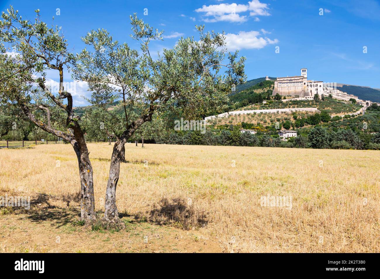 Olive trees in Assisi village in Umbria region, Italy. The town is ...