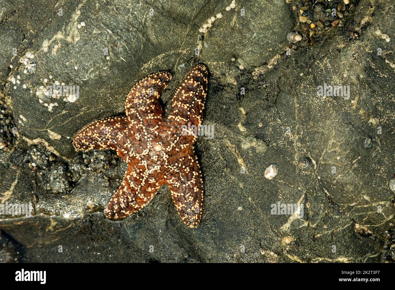 Starfish on rocks ruby beach hi-res stock photography and images - Alamy