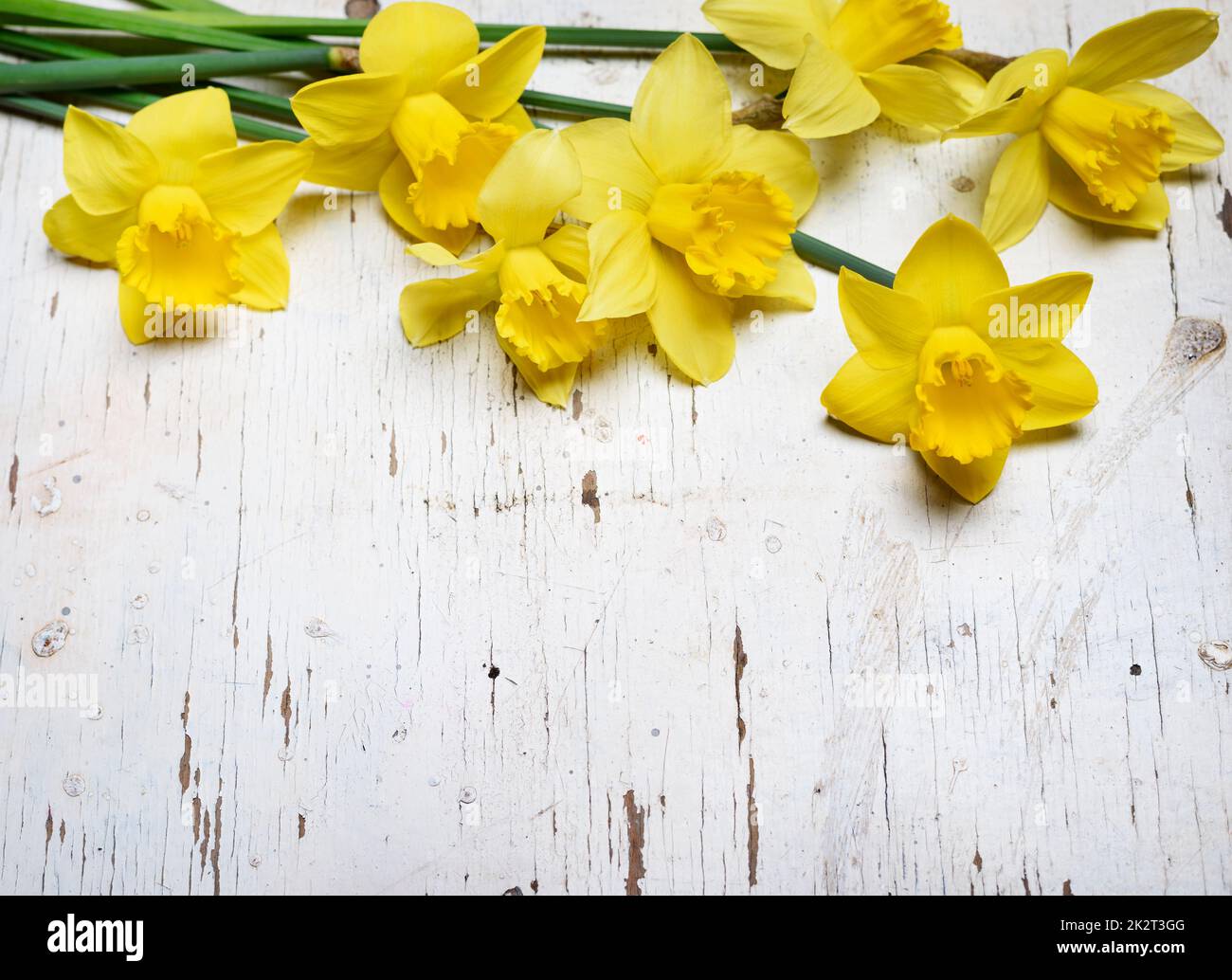 Frame narcissus daffodil flowers hi-res stock photography and images ...