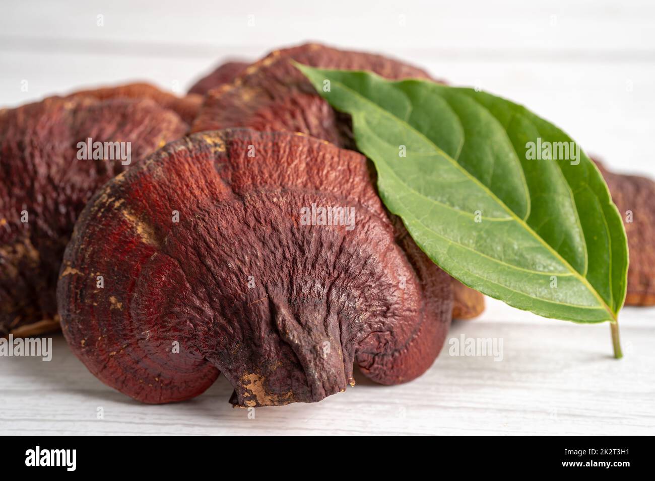 Lingzhi mushroom hi-res stock photography and images - Alamy