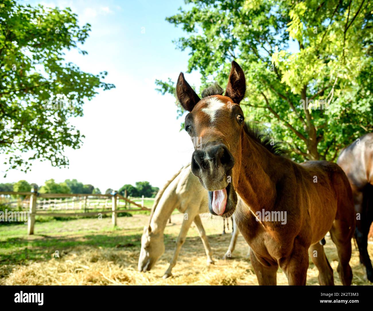 Funny portrait horse mane hi-res stock photography and images - Alamy