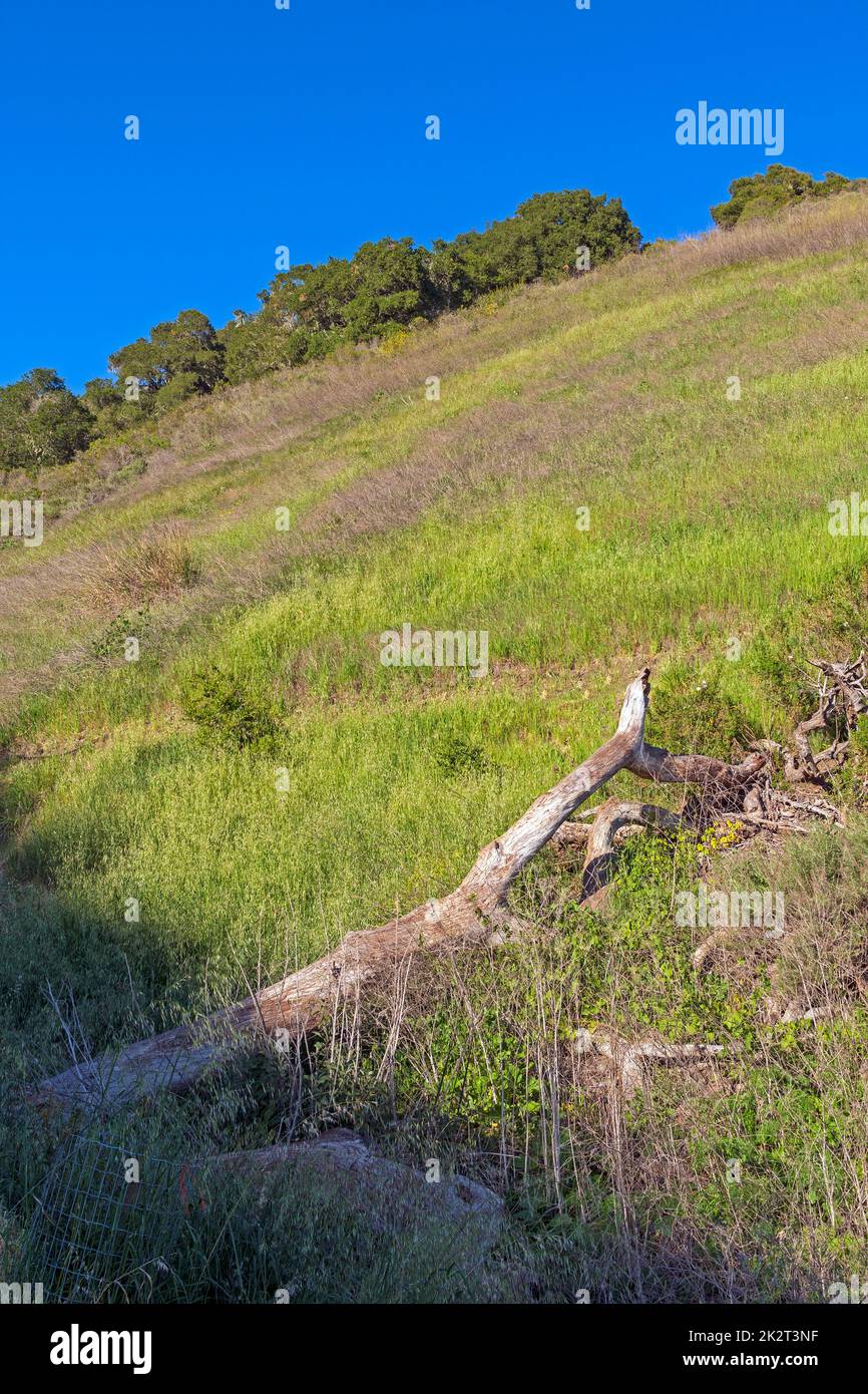 Steep Coastal Hills in Spring Vegetation Stock Photo - Alamy