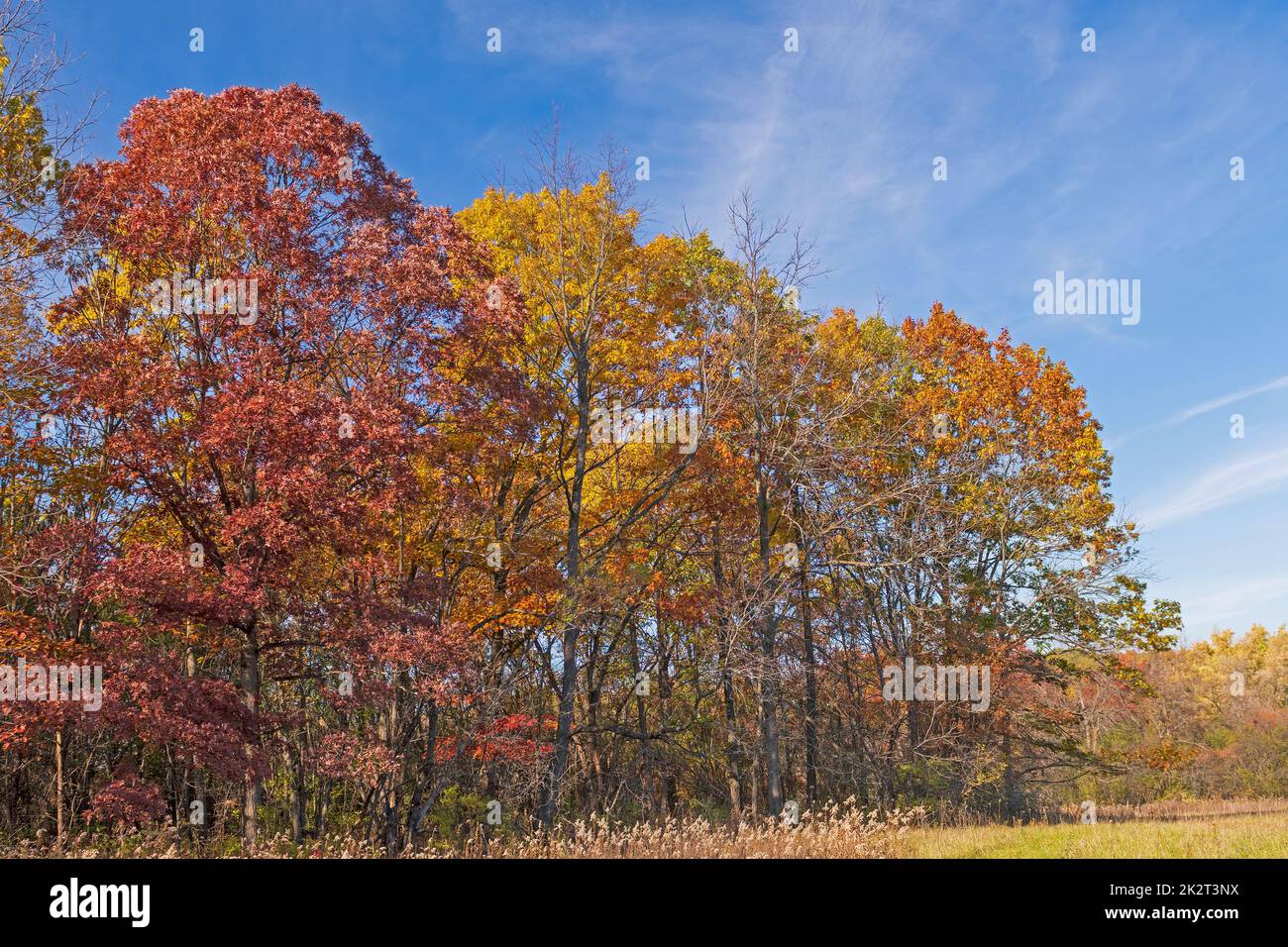 Penny trees hi-res stock photography and images - Alamy