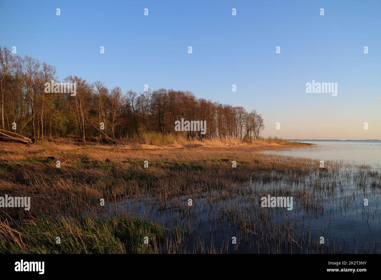 Trees with first green leaves hi-res stock photography and images - Alamy