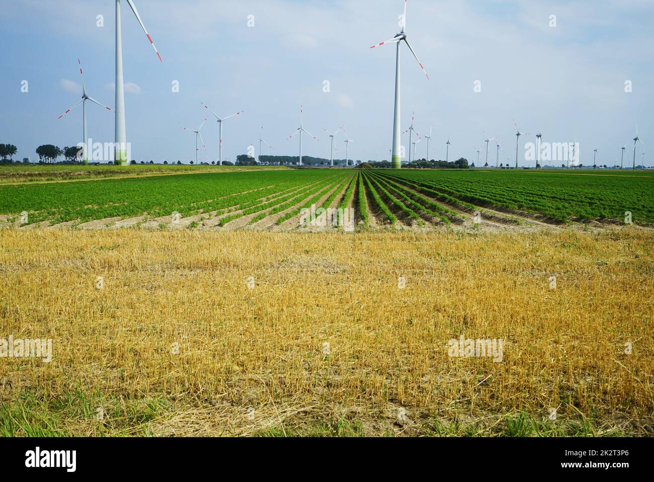 Large vegetable field with wind turbines in summer Stock Photo - Alamy