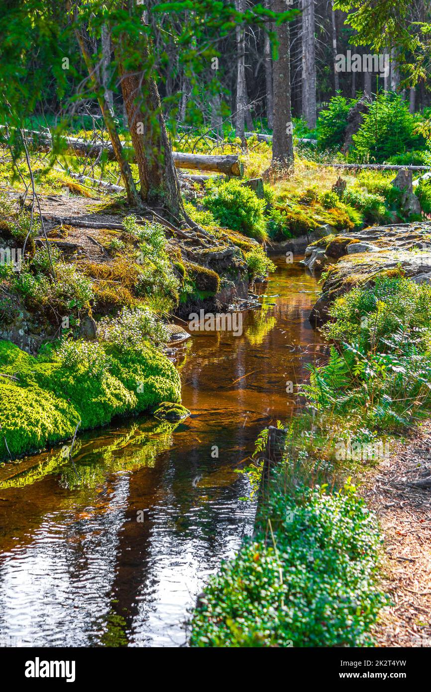 Forest panorama small river at Brocken mountain peak Harz Germany Stock ...