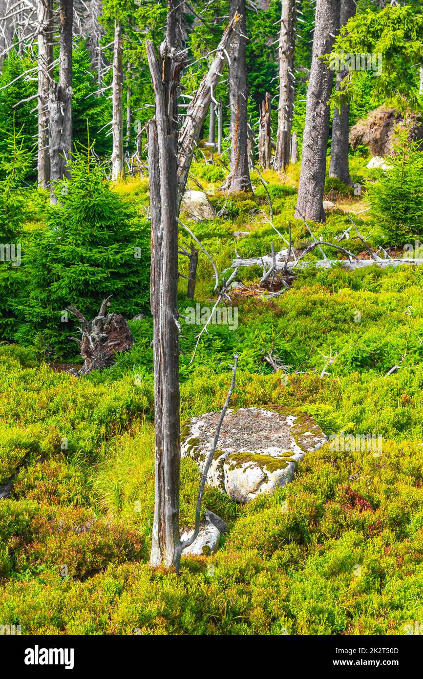 Forest panorama fir trees at Brocken mountain peak Harz Germany Stock ...