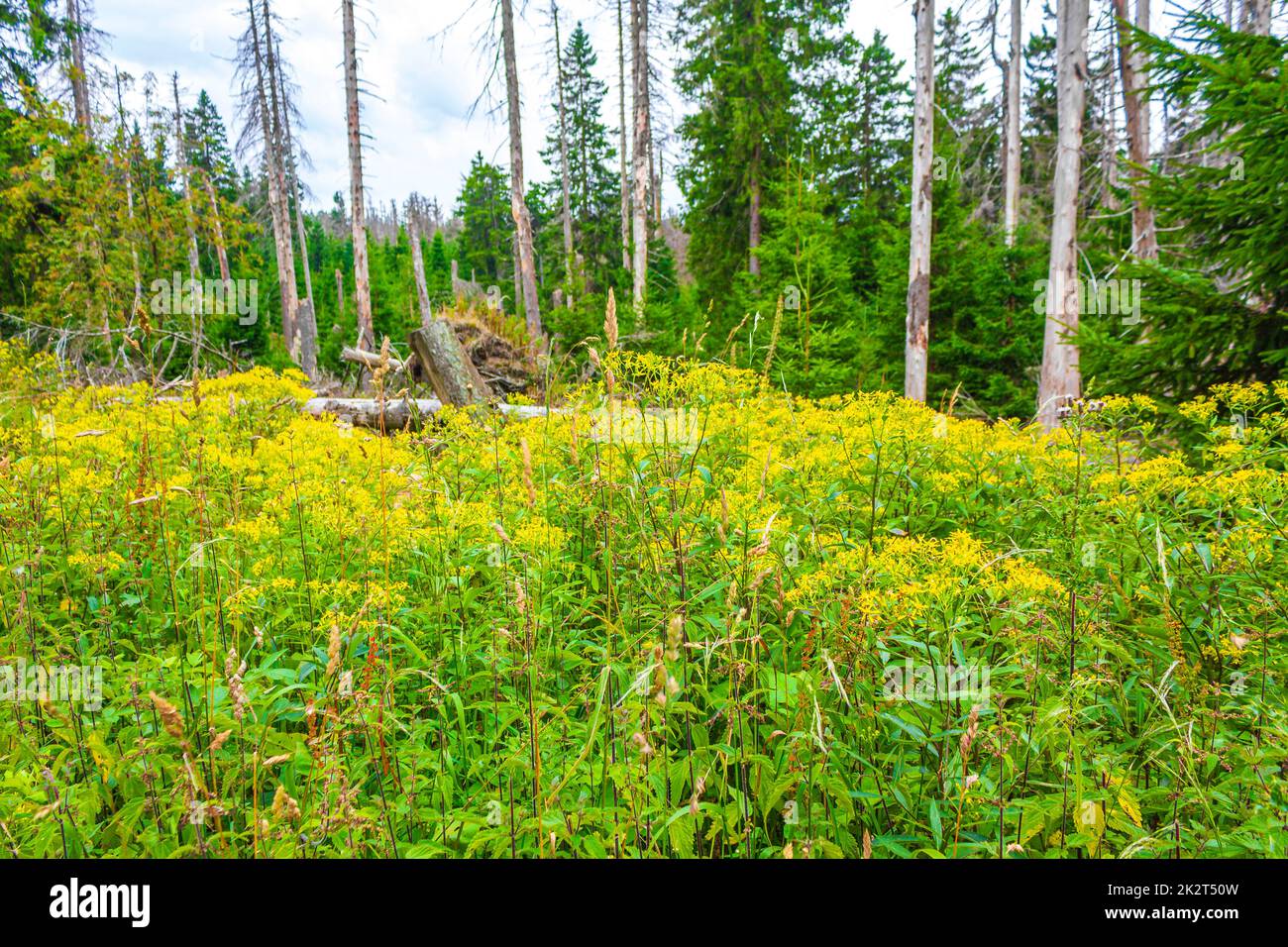 Forest panorama fir trees at Brocken mountain peak Harz Germany Stock ...