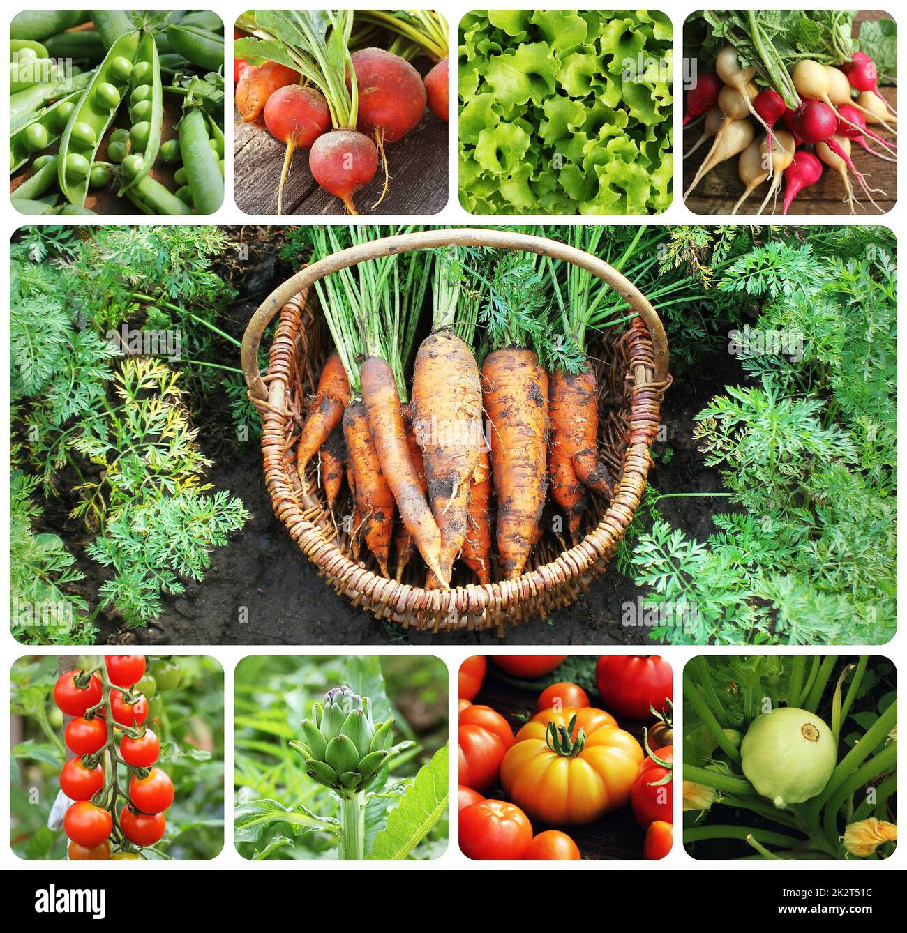 Collage of vegetables - products of vegetable garden. Healthy eating ...