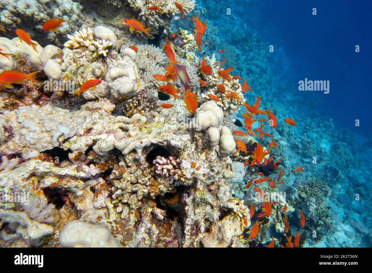 Colorful coral reef at the bottom of tropical sea, hard corals and ...