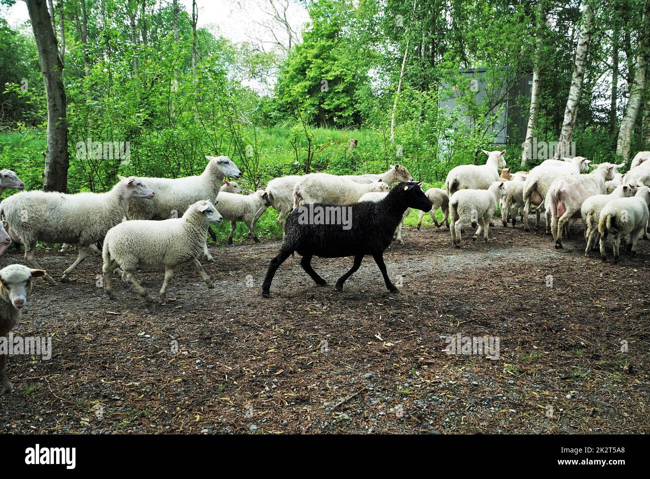 Large group of sheep hi-res stock photography and images - Alamy