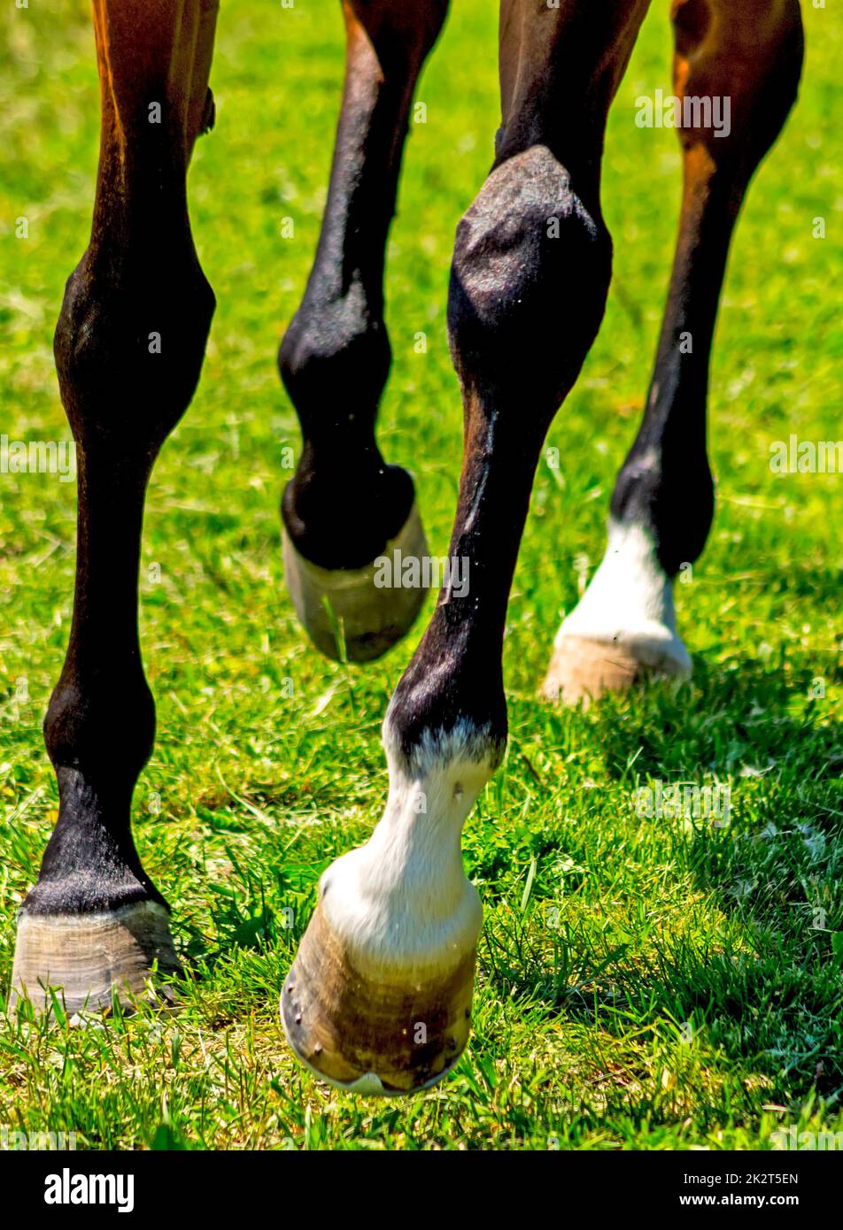 Horse Feet close up Stock Photo - Alamy