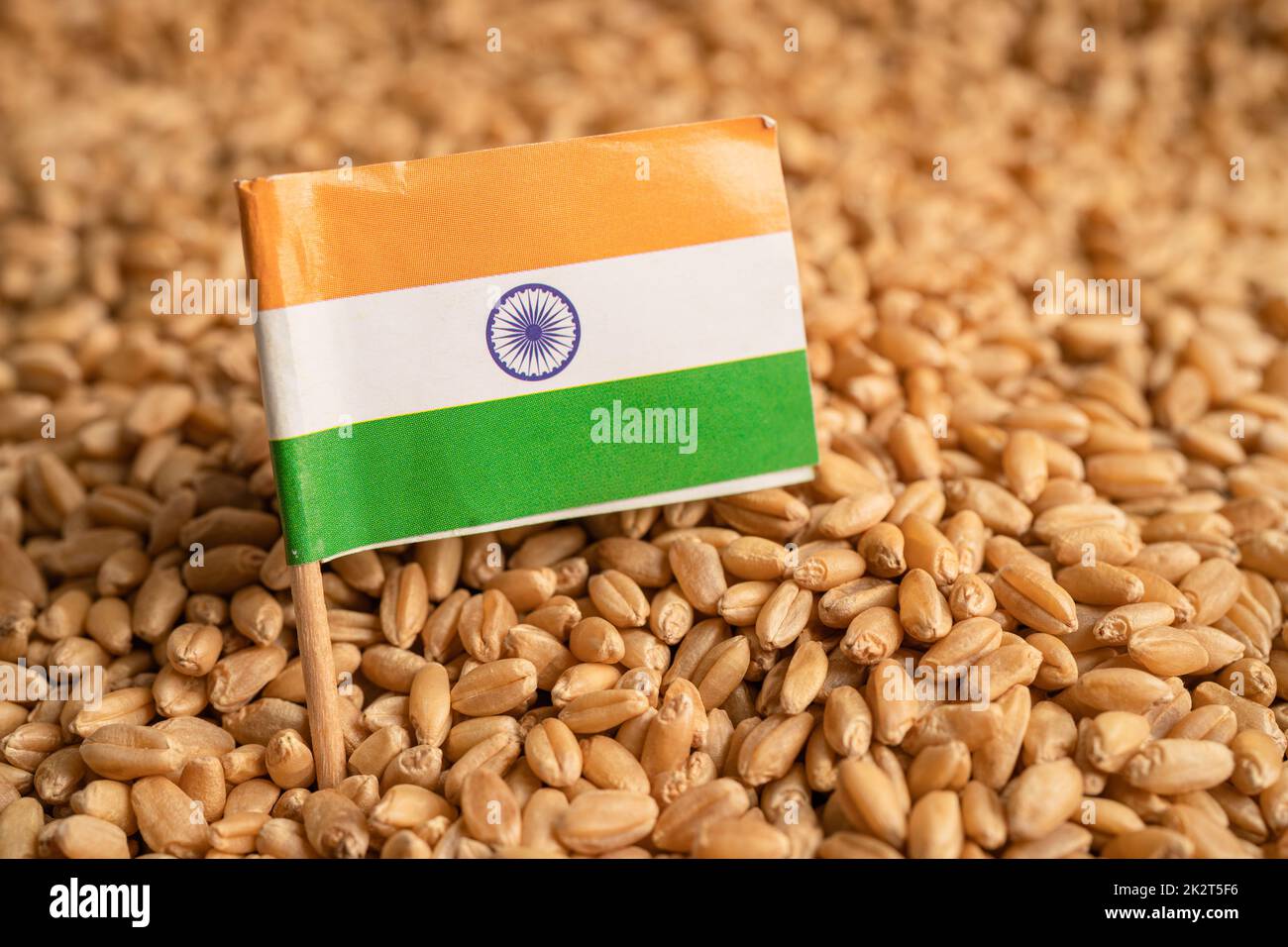 Grains wheat with India flag, trade export and economy concept Stock ...