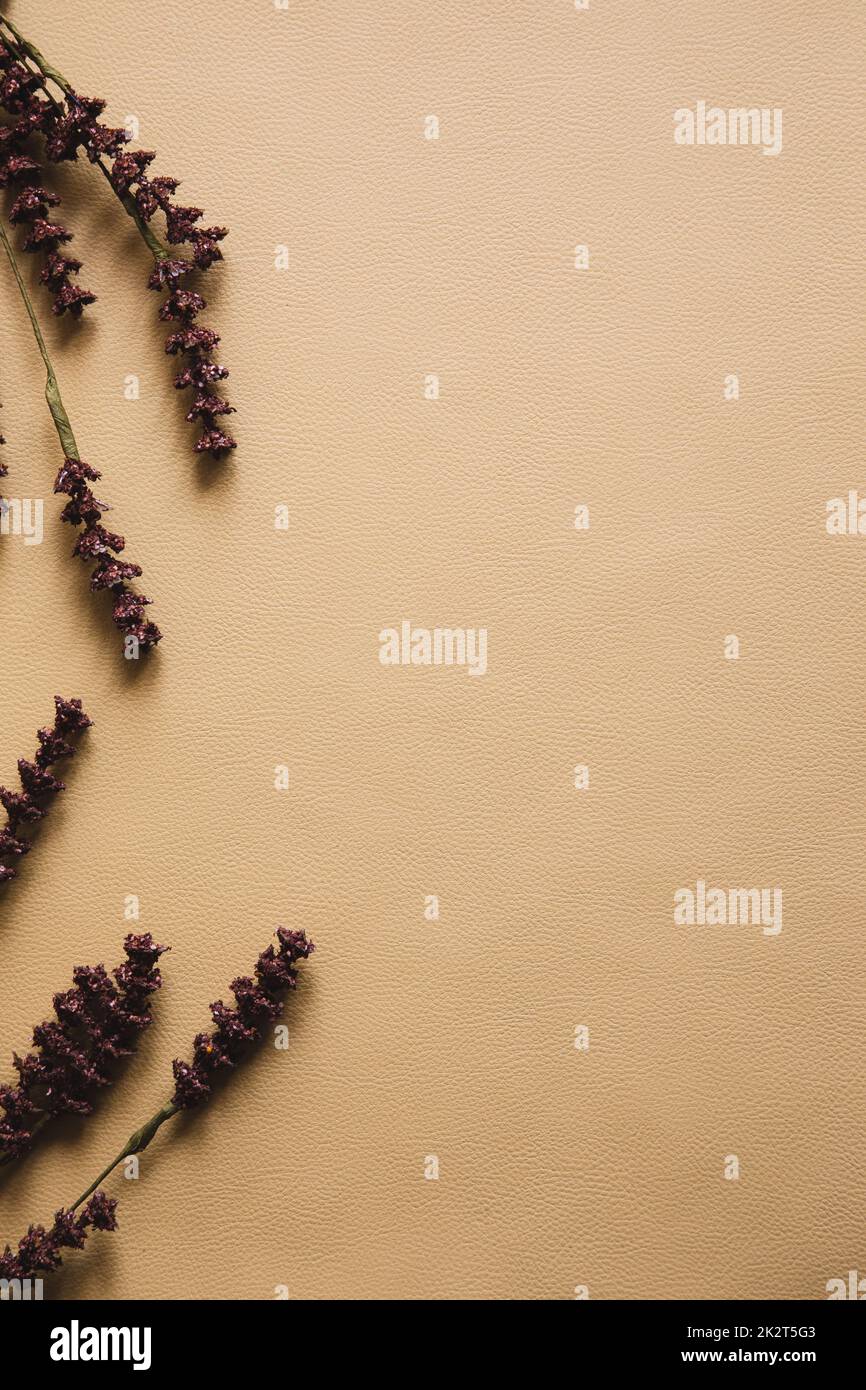 Natural beige background with a dry flower. Top view, Copy space for ...