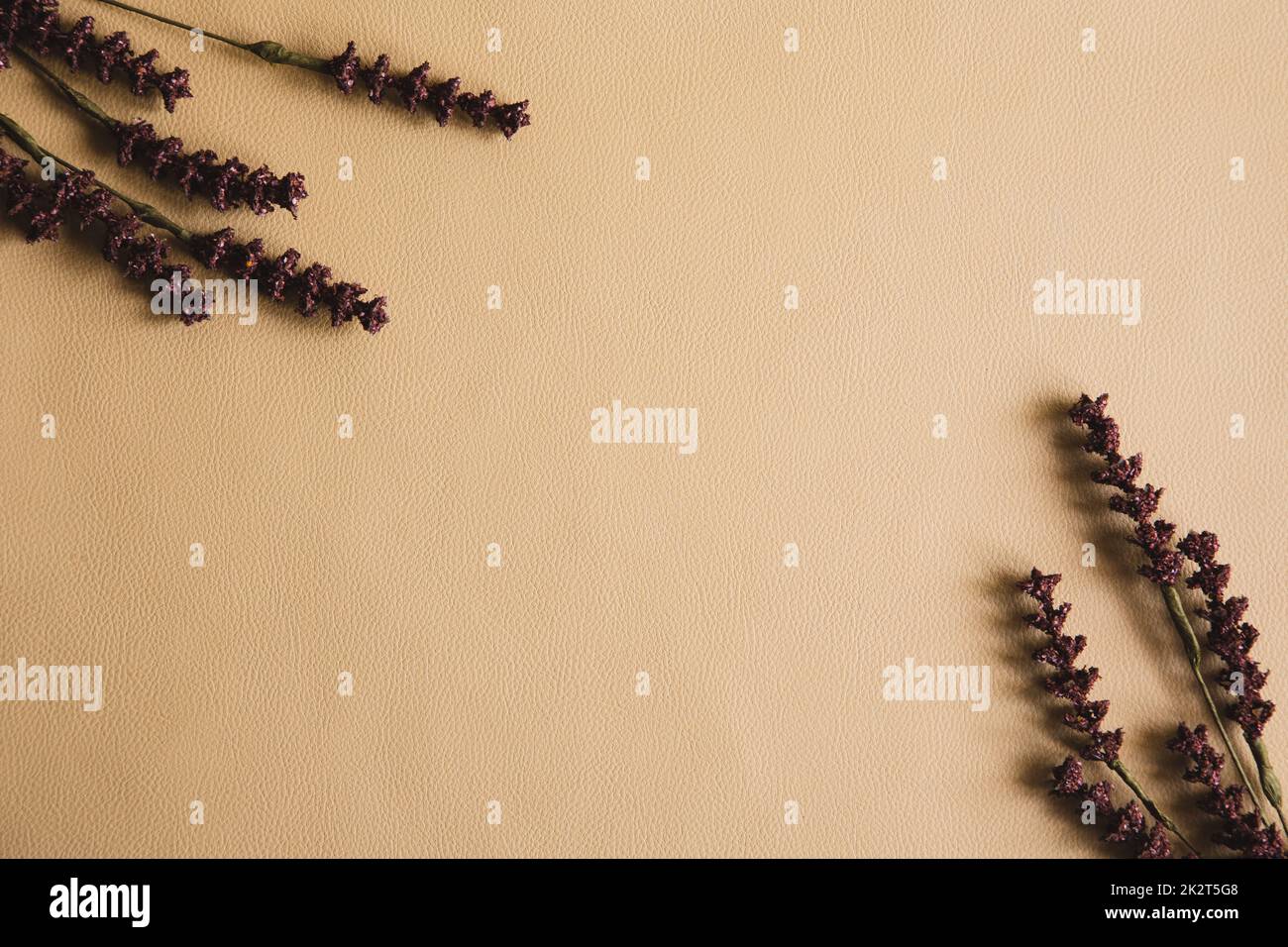 Natural beige background with a dry flower. Top view, Copy space for ...