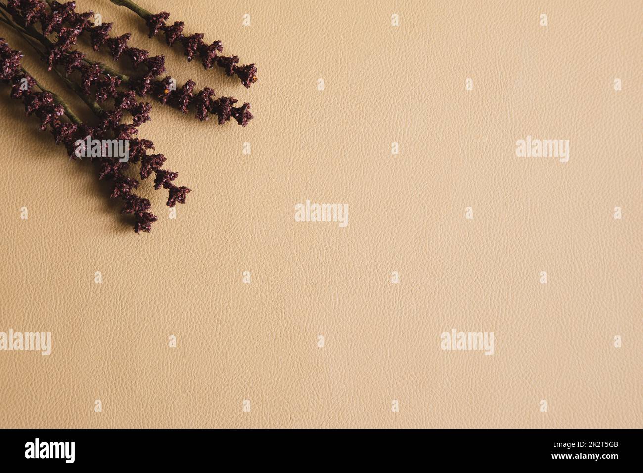 Natural beige background with a dry flower. Top view, Copy space for ...