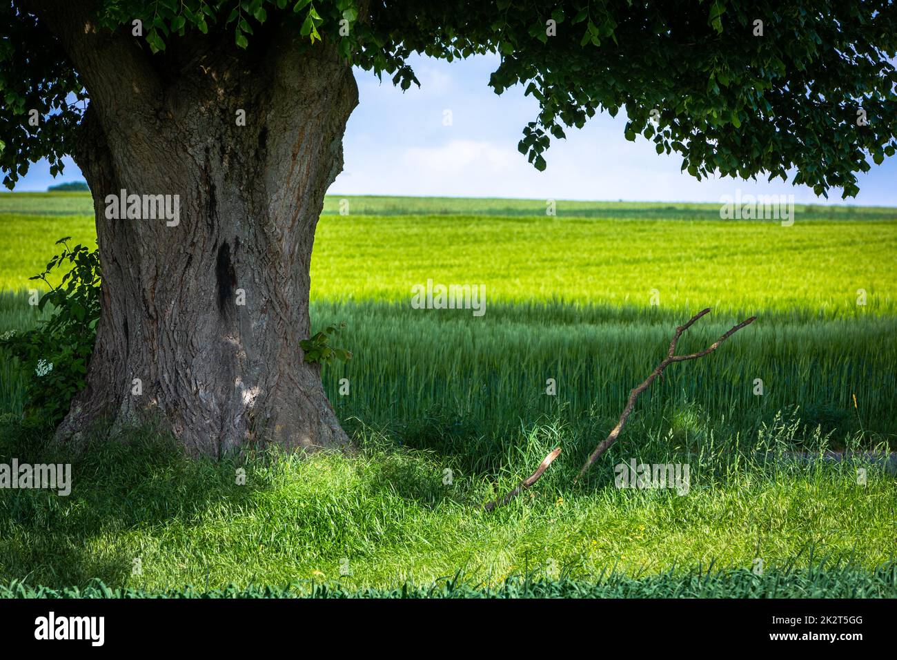 stem of a tree and grain field Stock Photo - Alamy