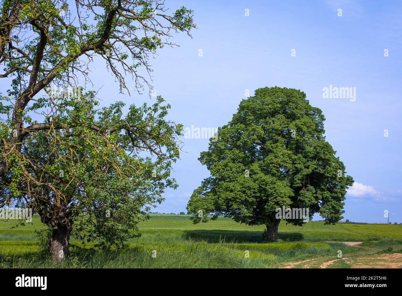 grain field and tall tree Stock Photo - Alamy