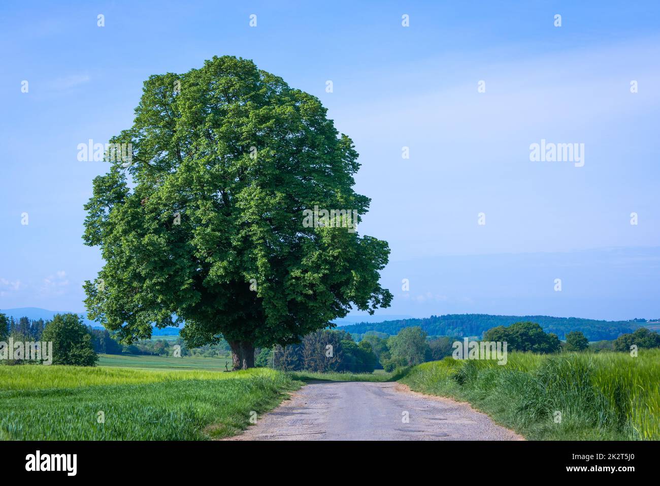 tall lonley tree beside a road Stock Photo - Alamy