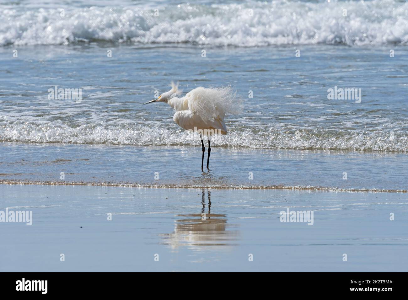 Snowy Egret Fluffing Its Feathers Amidst Crashing Waves Stock Photo - Alamy
