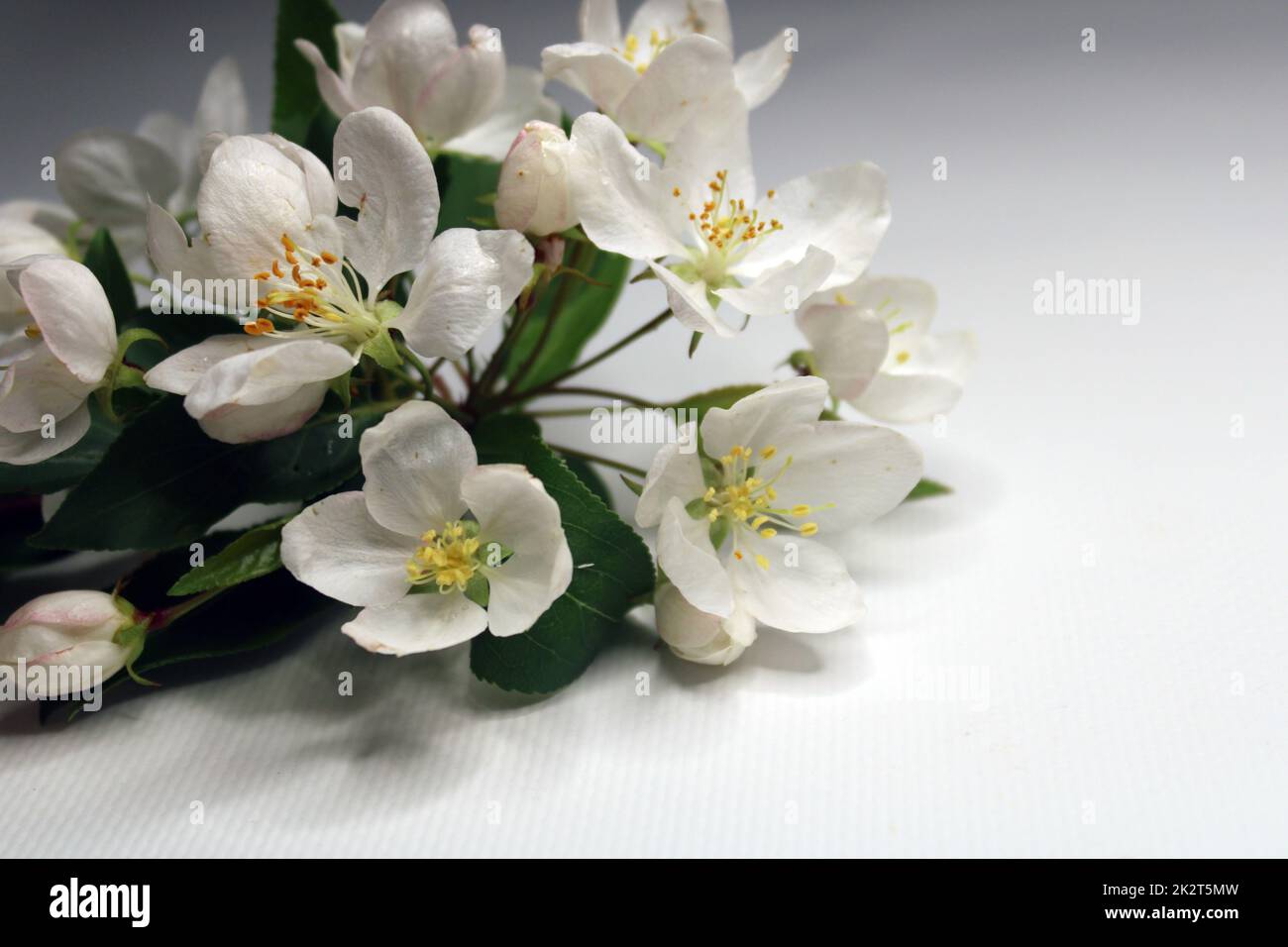 A bouquet of white flowers on a white background with empty space for ...