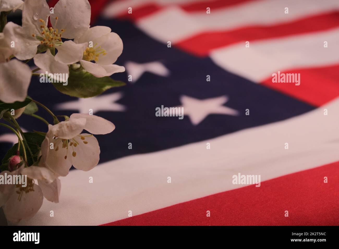 White flowers on the background of the US flag. The concept of ...